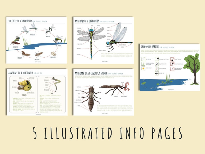 Dragonfly Unit Study: Anatomy, Lifecycle, Habitat (PDF Download) - Etsy