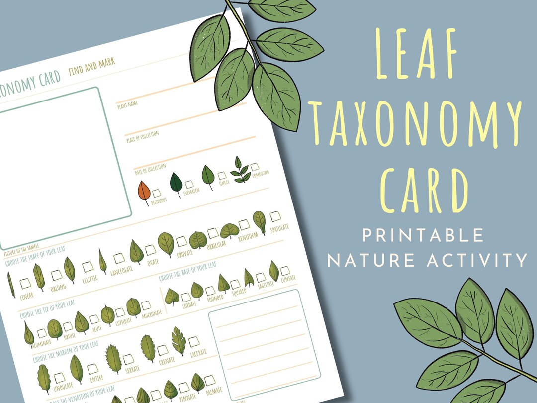 Printable Leaf Taxonomy Card: Homeschool Nature Study (PDF) - Etsy