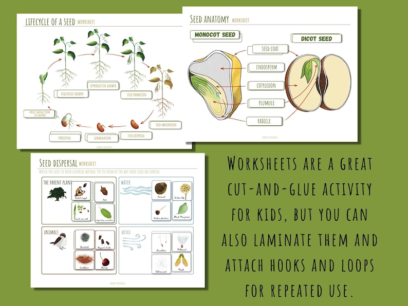 Printable Seed Unit Study, Homeschool Nature Bundle, Montessori Nature ...
