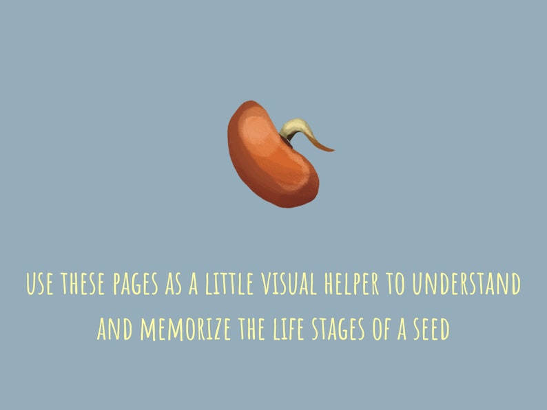 Seed Life Cycle Poster: Montessori Nature Flashcards (digital Download ...