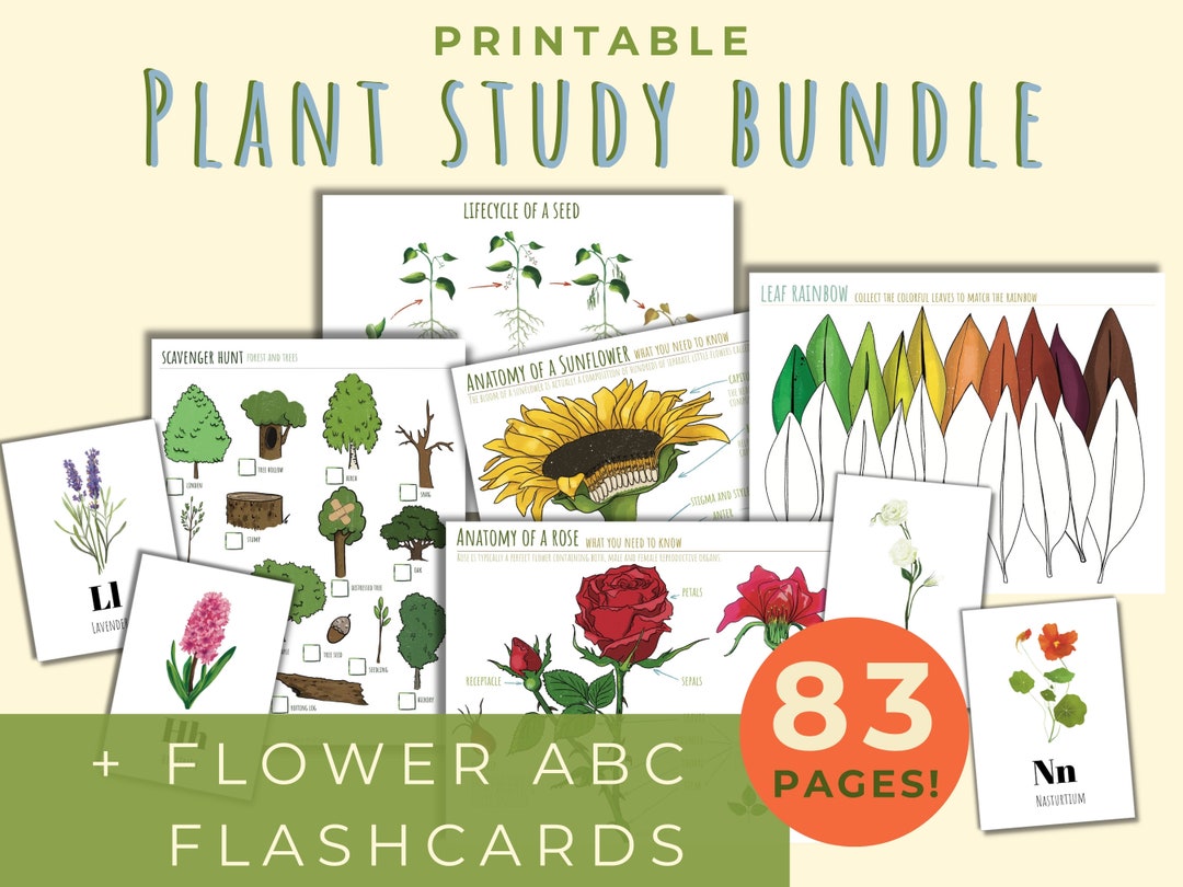 Plant Unit Study Bundle: Flower, Tree, Seed, Leaf (digital Download) - Etsy