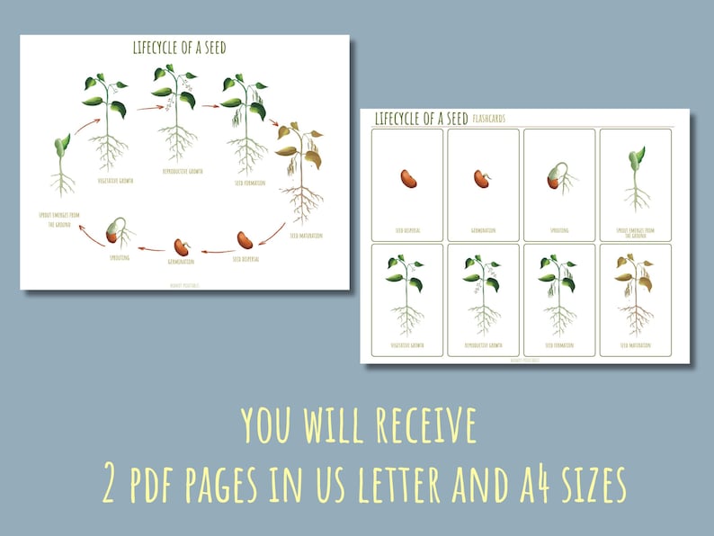 Seed Life Cycle Poster: Montessori Nature Flashcards (digital Download ...