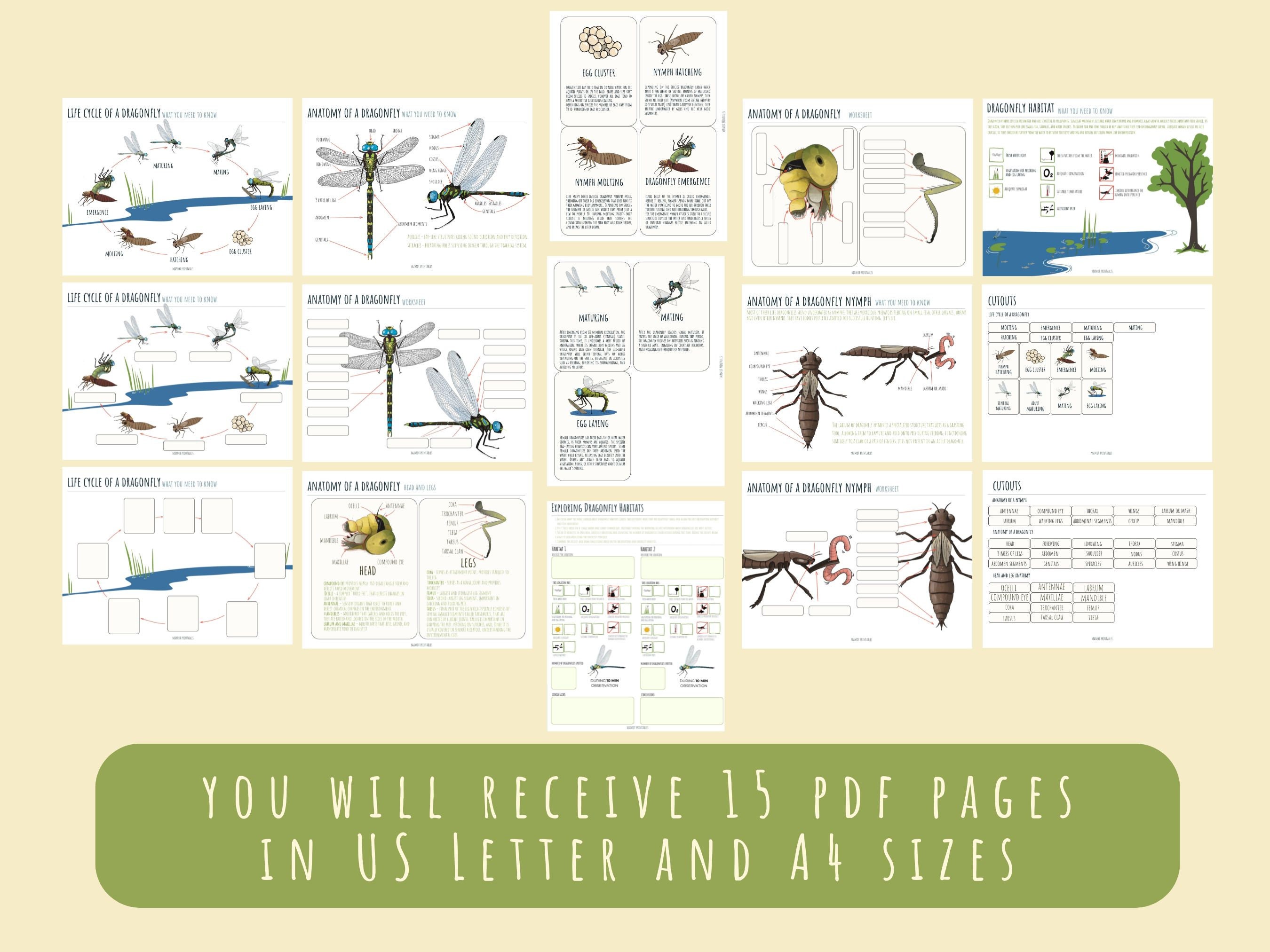 Dragonfly Unit Study: Anatomy, Lifecycle, Habitat (PDF Download) - Etsy