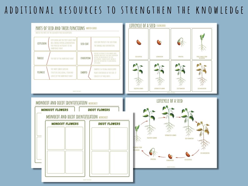 Seed Unit Study: Plant Life Cycle, Nature Journal (PDF) - Etsy