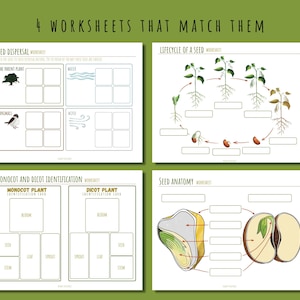 Printable Seed Unit Study, Homeschool Nature Bundle, Montessori Nature ...