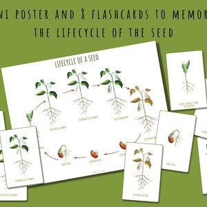 Printable Seed Unit Study, Homeschool Nature Bundle, Montessori Nature ...