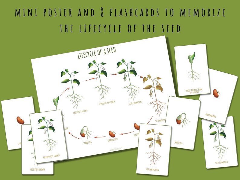 Seed Life Cycle Printable: Homeschool Nature Study (PDF) - Etsy