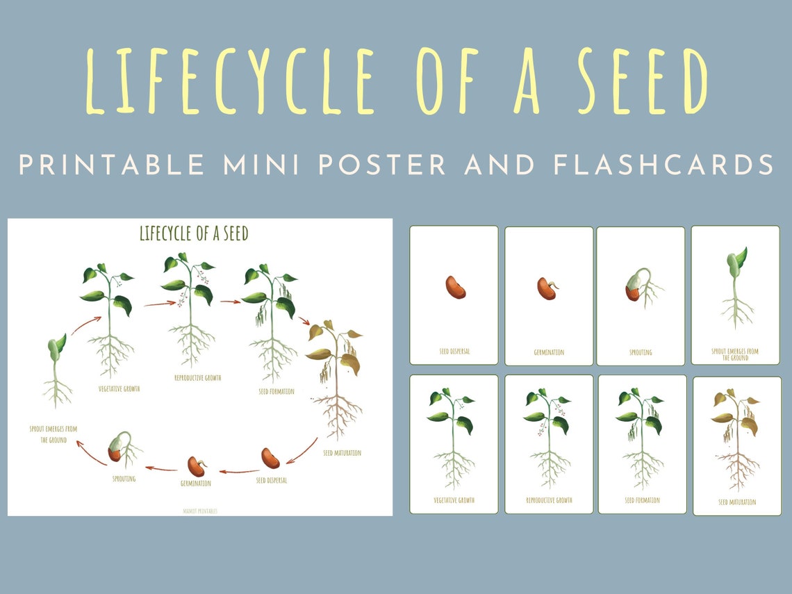 Seed Life Cycle Poster: Montessori Nature Flashcards (digital Download ...