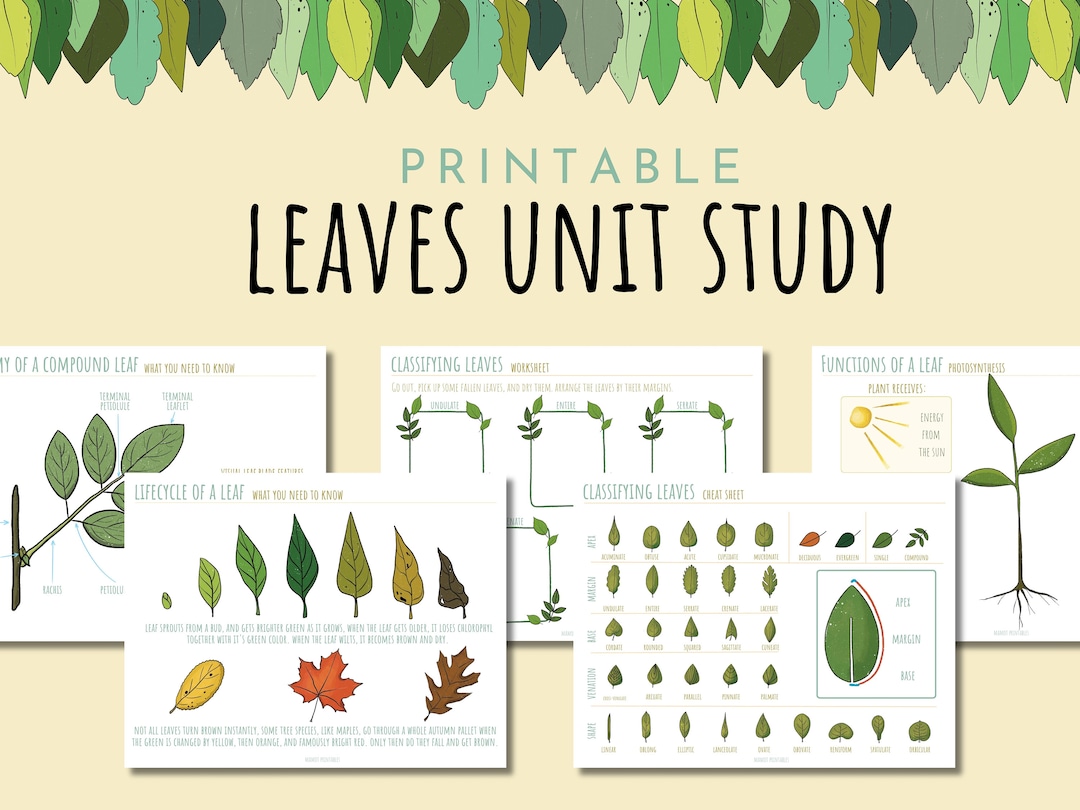 Fall Leaves Unit Study: Nature Learning, Montessori Activity (PDF) - Etsy
