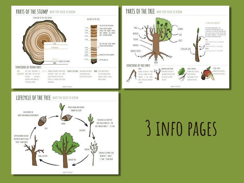 Printable Tree Study Bundle: Homeschool Nature Unit (PDF) - Etsy