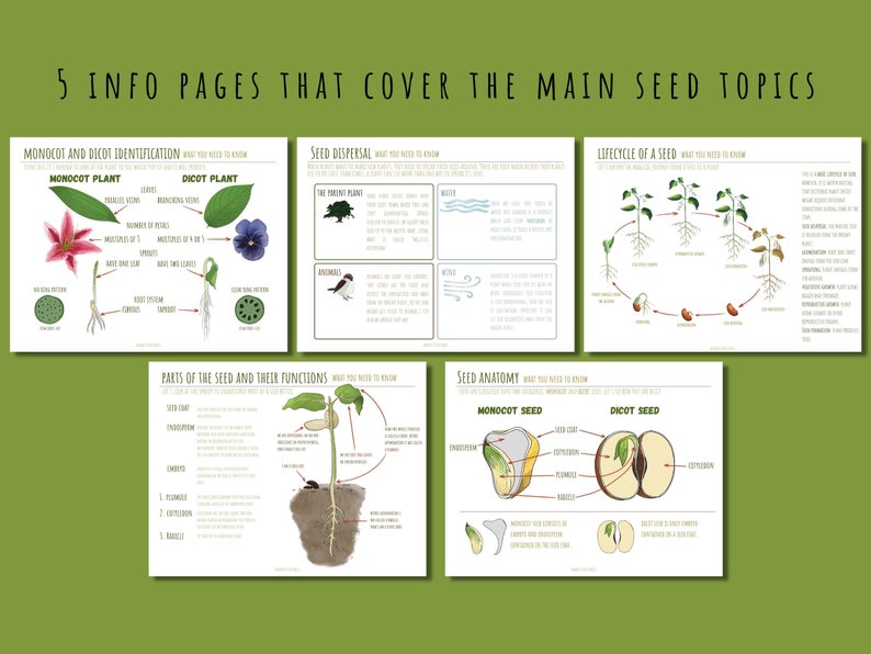 Printable Seed Unit Study, Homeschool Nature Bundle, Montessori Nature ...