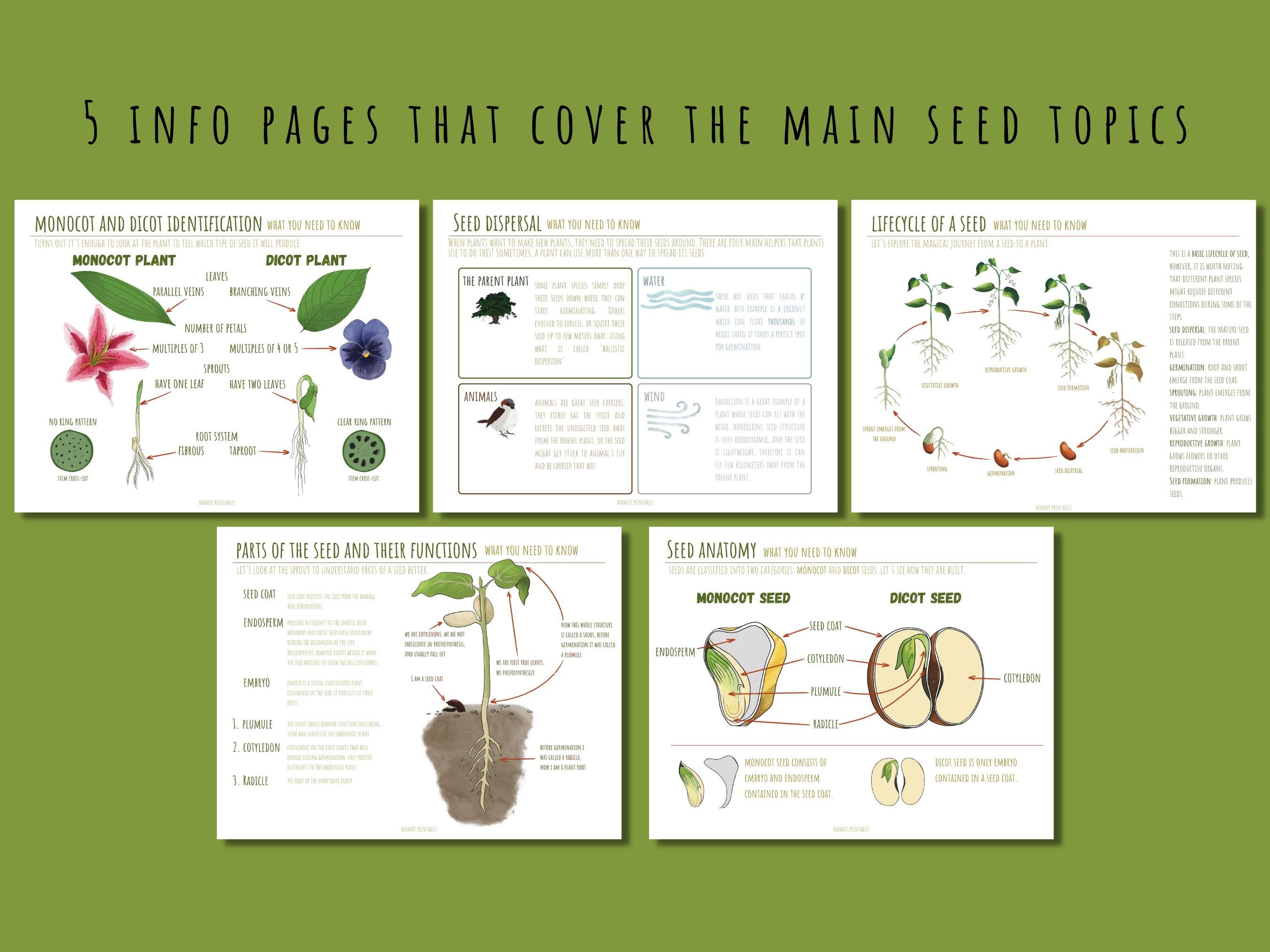 Printable Seed Unit Study, Homeschool Nature Bundle, Montessori Nature ...