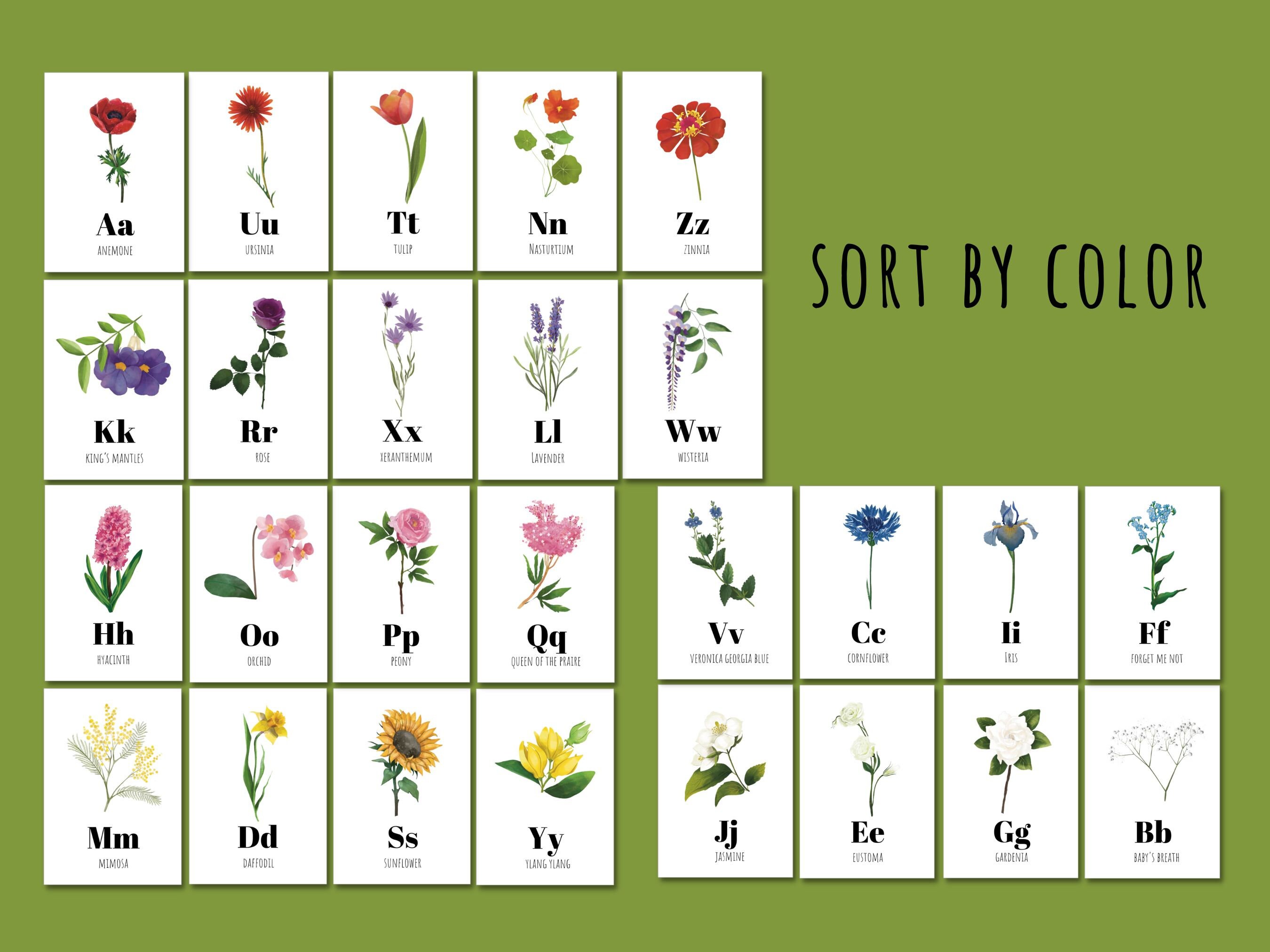 Printable Preschool Alphabet Cards, Flower Cards, Homeschool Learning ...