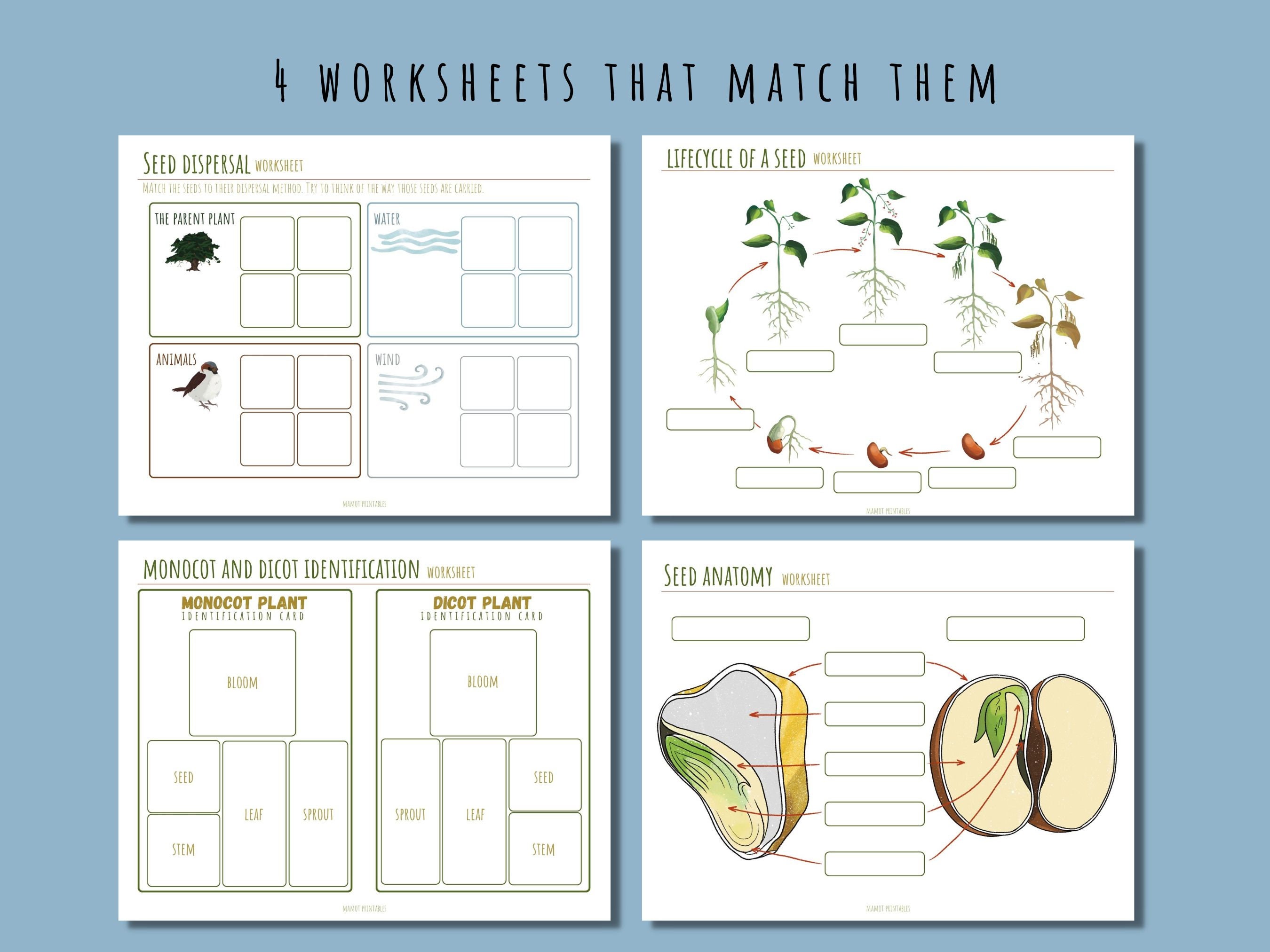 Monocots And Dicots Worksheet