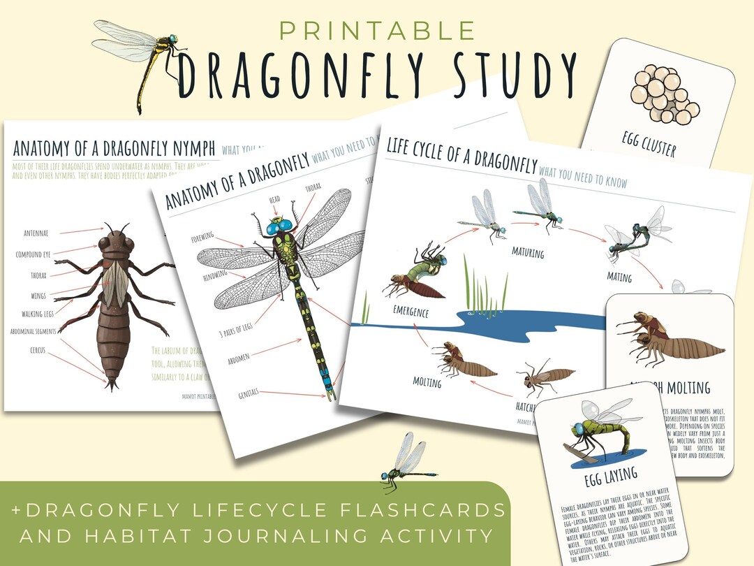 Dragonfly Unit Study Charlotte Mason Bugs Unit Study Aquatic Animal Unit Study Dragonfly Anatomy ...