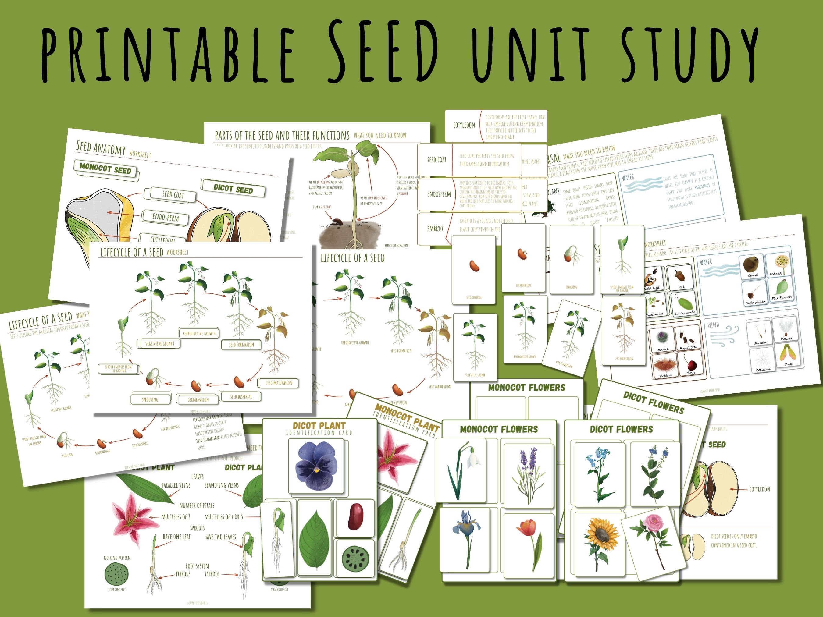Printable Seed Unit Study, Homeschool Nature Bundle, Montessori Nature ...