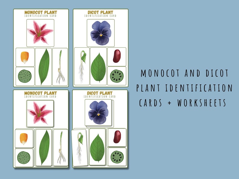 Seed Unit Study: Plant Life Cycle, Nature Journal (PDF) - Etsy