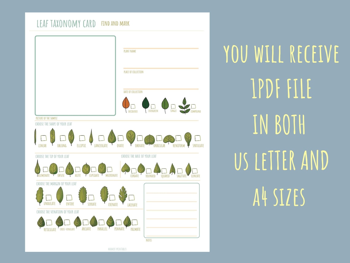 Printable Leaf Taxonomy Card: Homeschool Nature Study (PDF) - Etsy