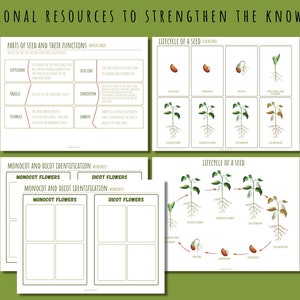 Printable Seed Unit Study, Homeschool Nature Bundle, Montessori Nature ...