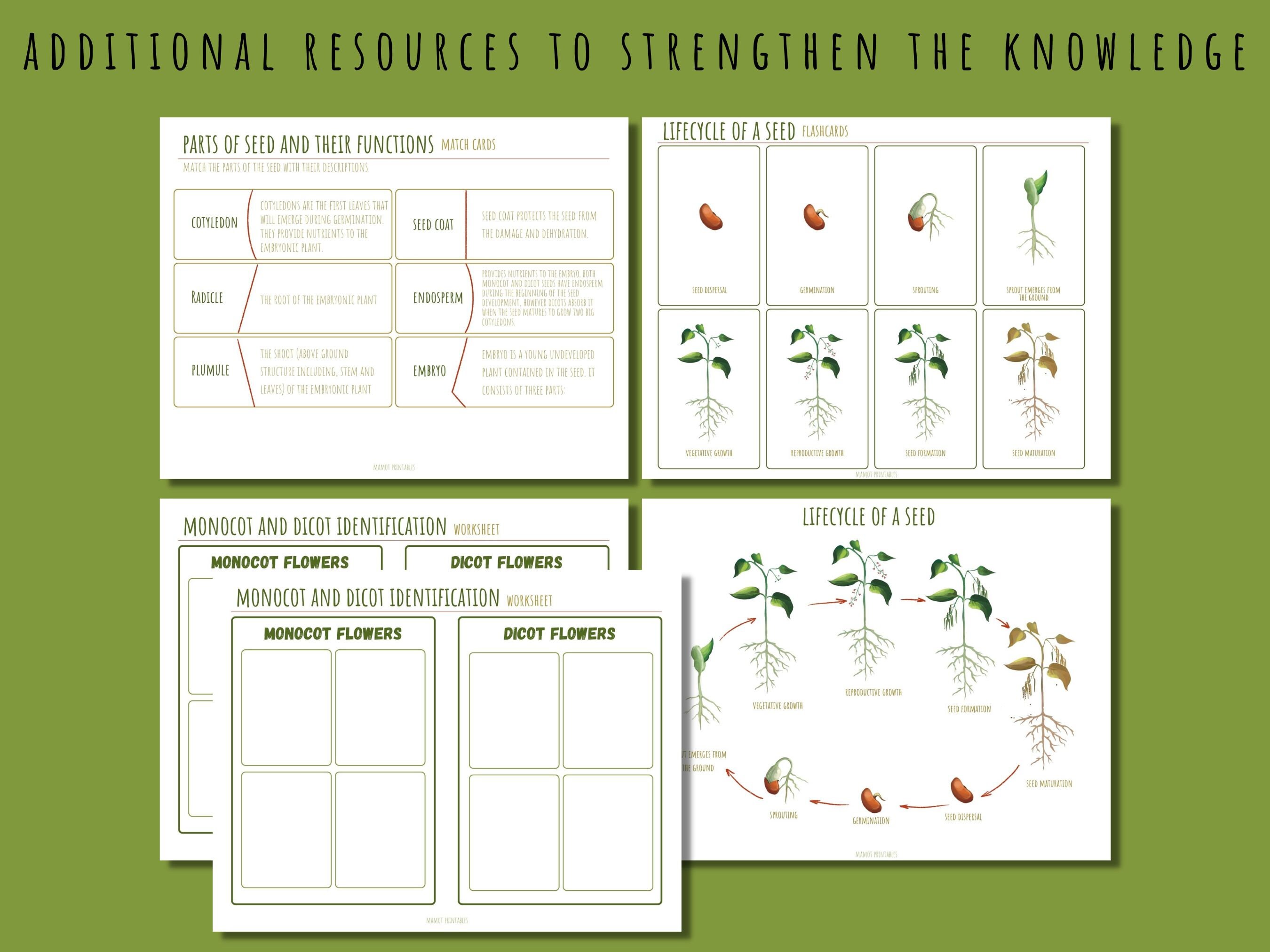 Printable Seed Unit Study, Homeschool Nature Bundle, Montessori Nature ...