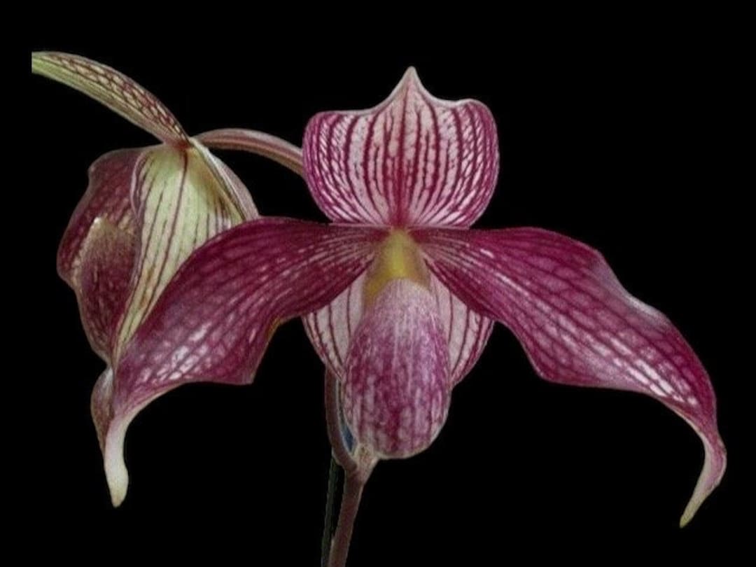 Paph. Wössner Vietnam Star (3.5” Pot) - Etsy