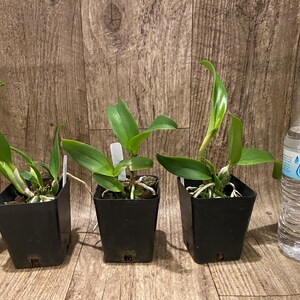 Ric. Star of Siam (3.5 Pot) - Etsy