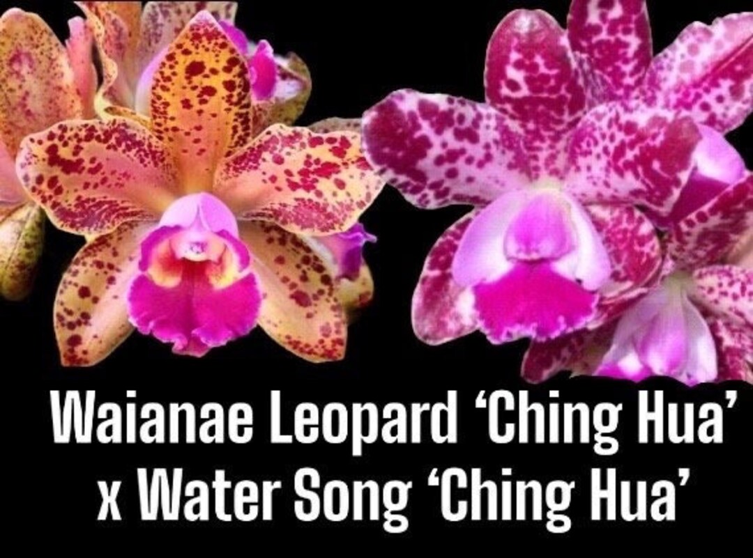 Rlc. waianae Leopard ching Hua' X Water Song ching Hua' 2.5 Pot - Etsy