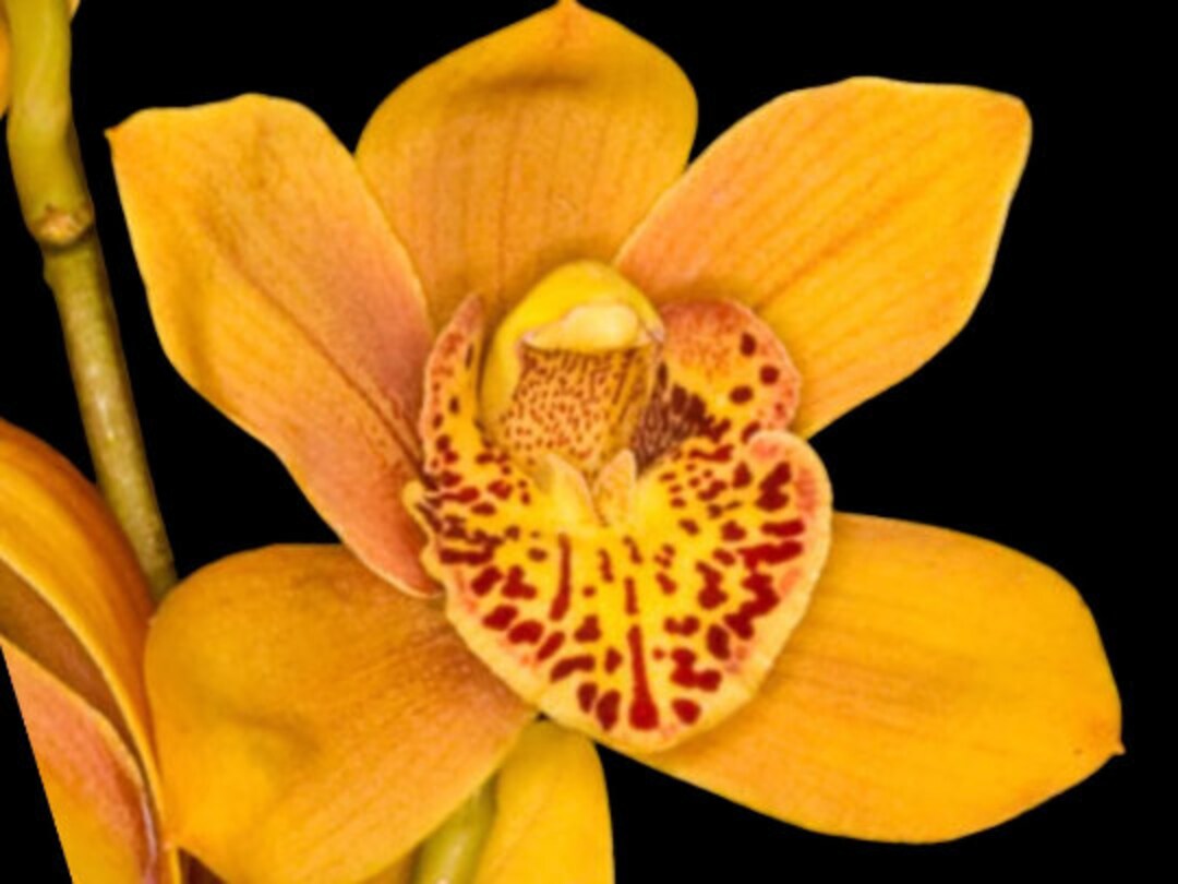 Cymbidium Enzan Forest 'majolica' Compact (5" Pot) - Etsy