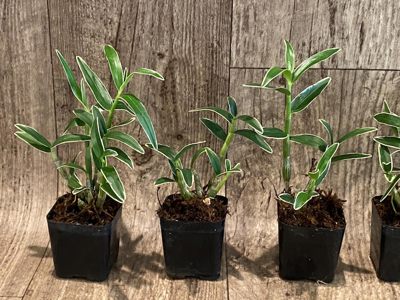Variegated Dendrobium Affine Moniliforme (2” Pot) - Etsy