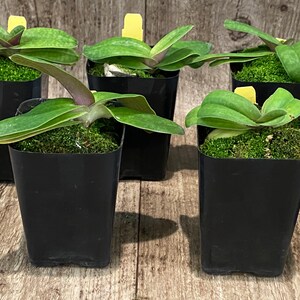 Paph. Angela fairrieanum X Niveum 2 Pot - Etsy