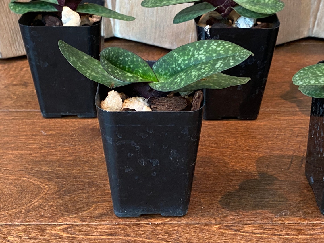 Paph. QF Akala Lelo delenatii Dunkel X Leucochilum 2 - Etsy