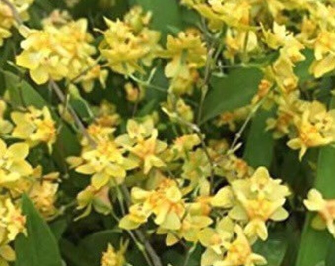 Fragrant Mini Oncidium Twinkle ‘yellow Bird’ (3” Pot) - Etsy