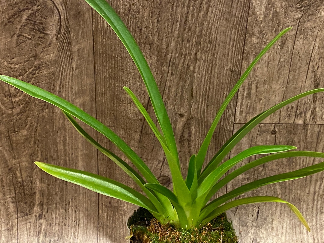 RARE Phrag. Stairway to Heaven humboldtii Wallisii 'gary Dickey' Two ...