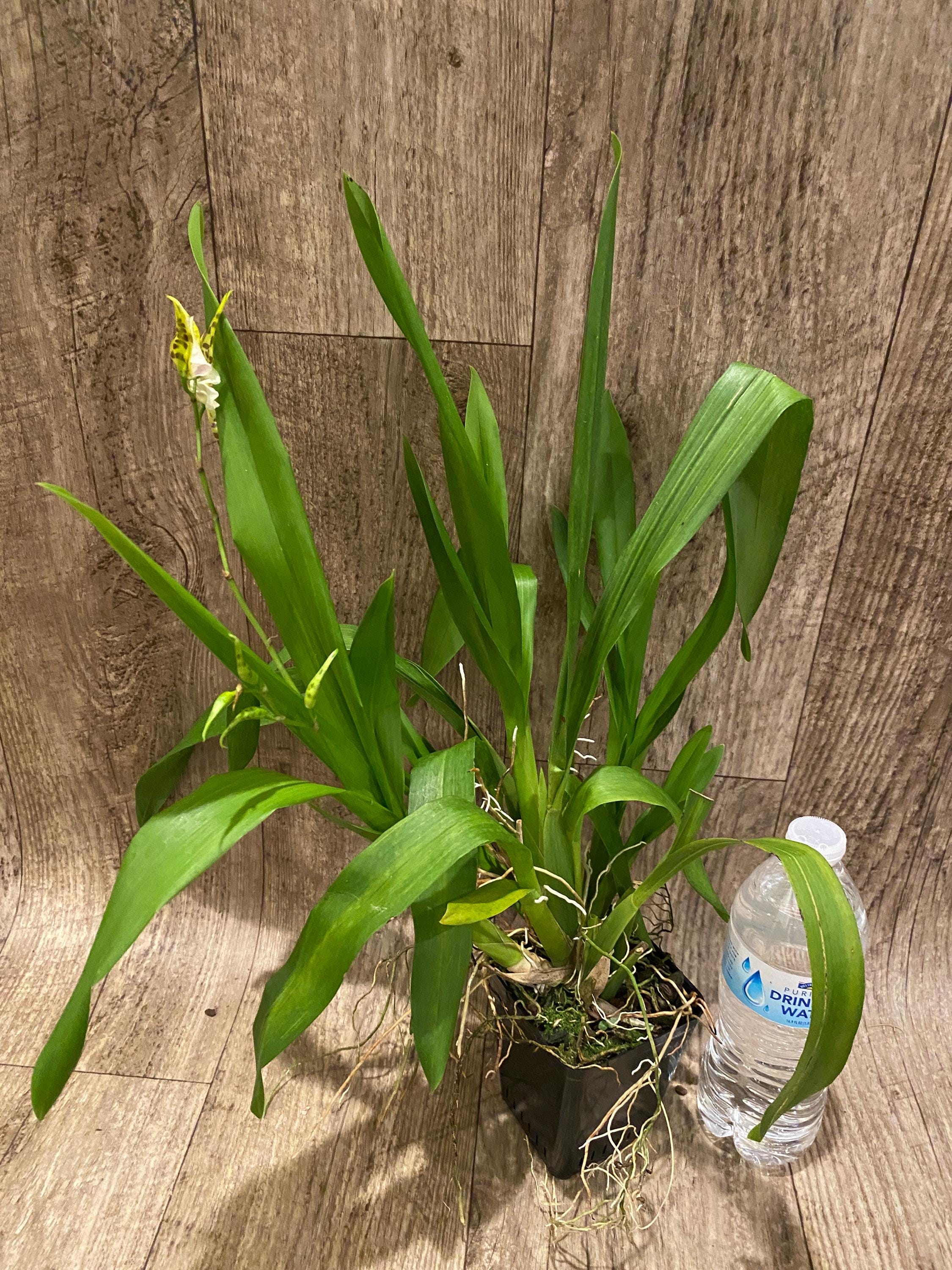 Miltassia Golden Spider ‘copius’ (3.5" Pot) - Etsy