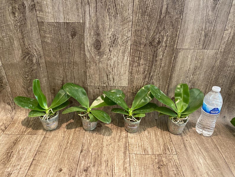 Fragrant Phalaenopsis Orchid World 'bonnie Vasquez' (2.5" Pot) - Etsy