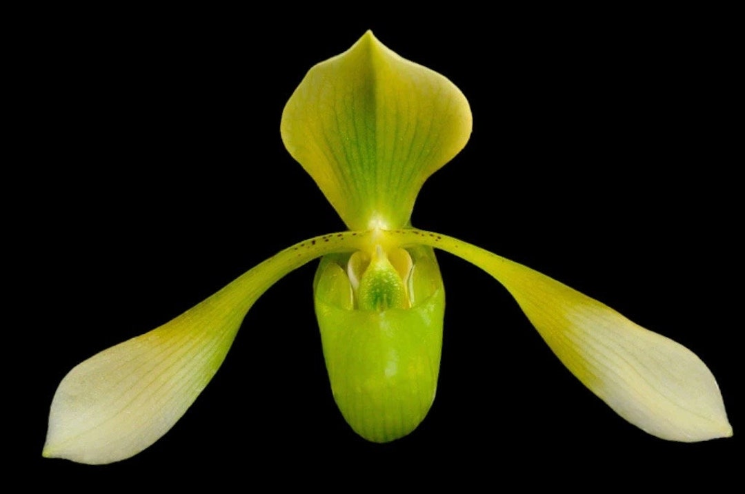 Paph. Toni Semple X Lowii Alba 2 Growths, 3.5 Pot - Etsy