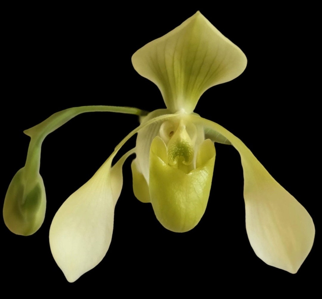 Paph. Toni Semple X Lowii Alba 3 Growths, 3.5 Pot - Etsy