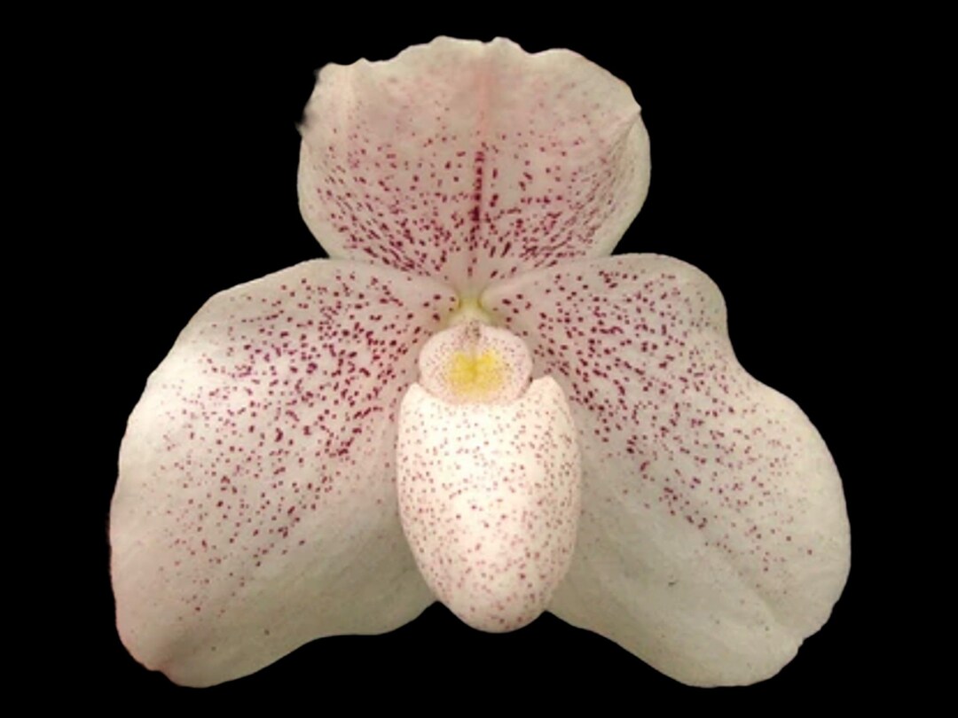 Paph. Psyche niveum X Bellatulum 3 Pot - Etsy