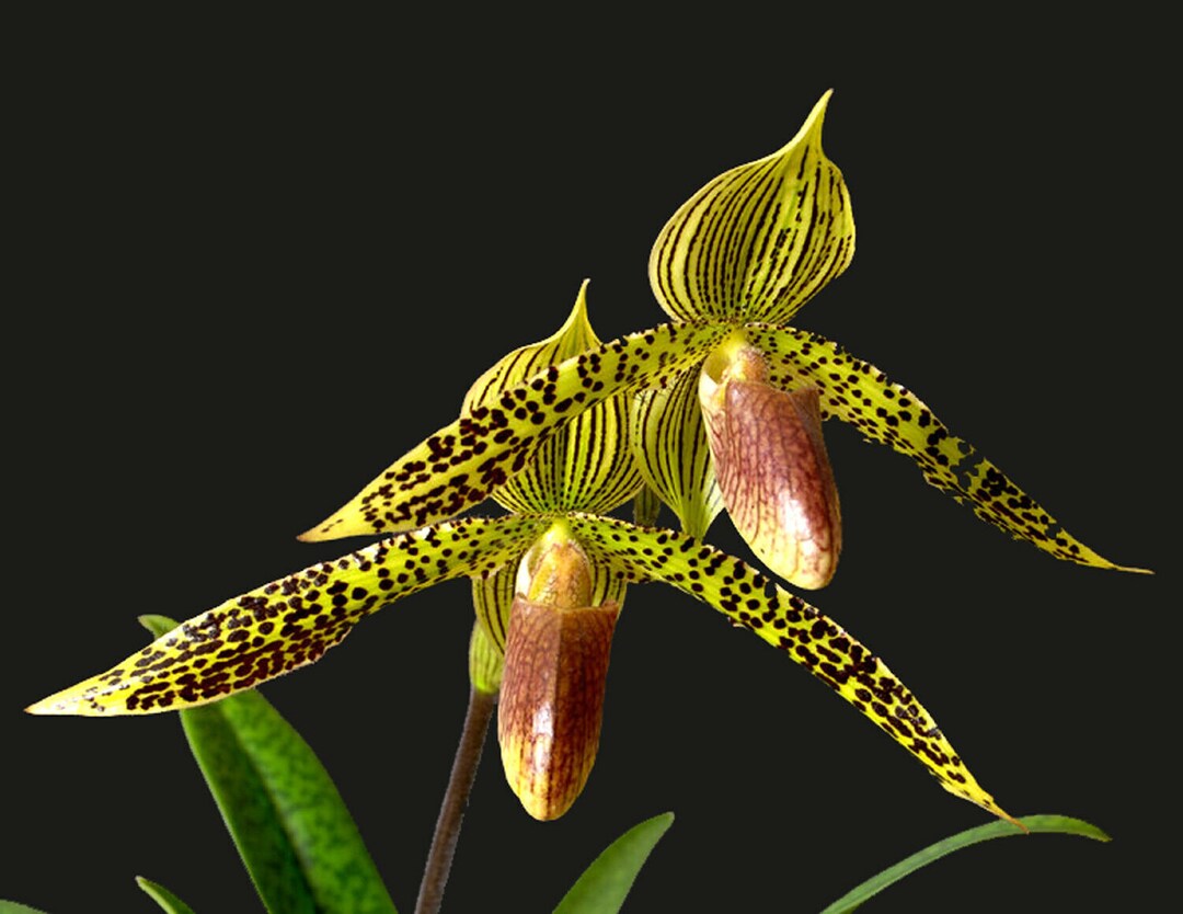 Paph. Lantha Stage (sukhakulii X Rothschildianum) Multi-growths (3.5 ...