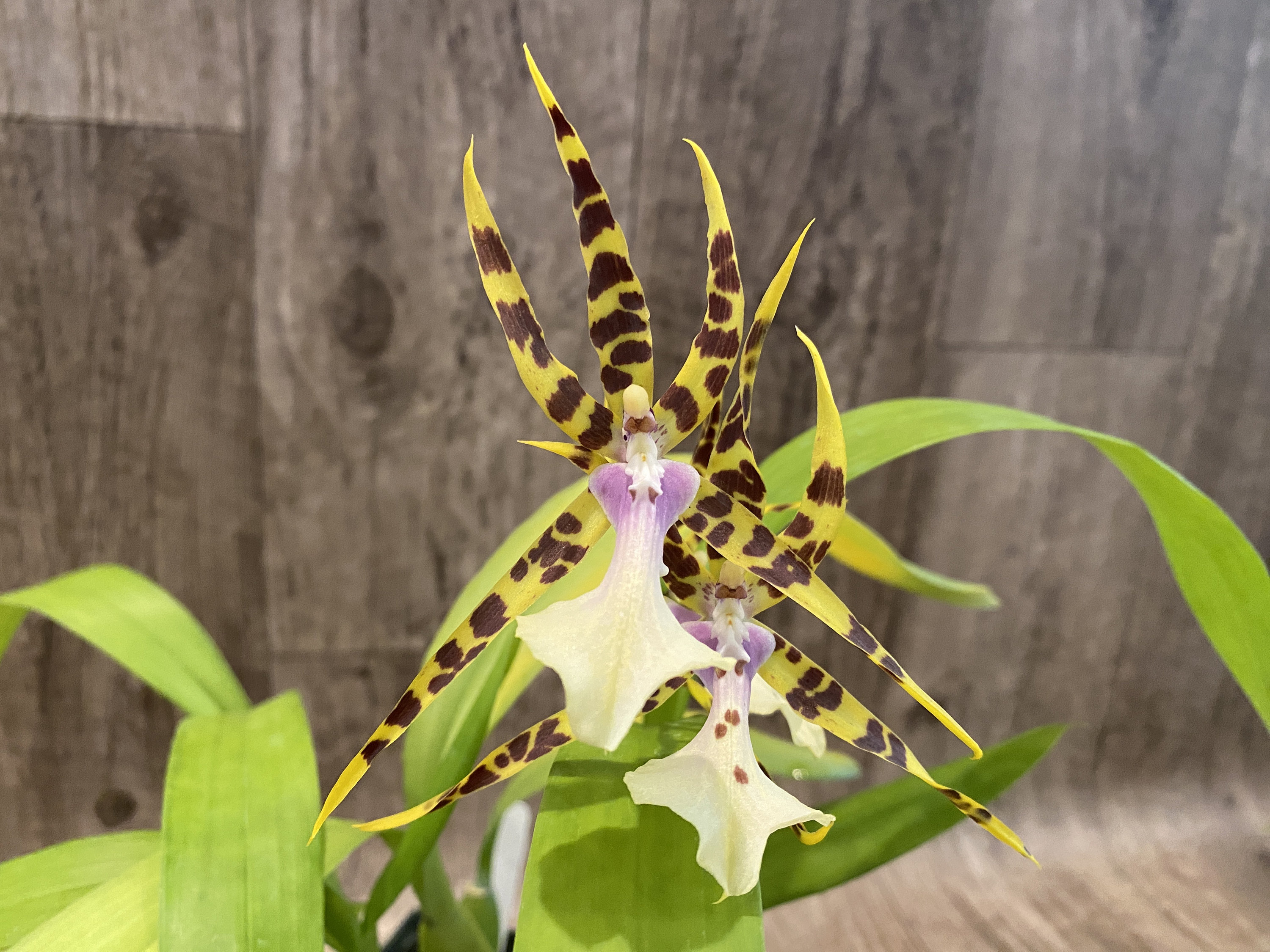 In Bloom Miltassia Golden Spider copius 3.5 Pot 3.5 Pot - Etsy