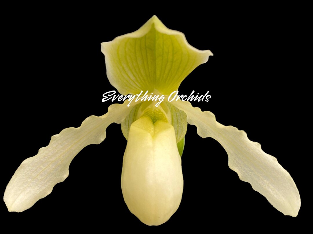 Paph. Joseito '#2' × Toni Semple 'eve' Blooming Size (3.5” Pot) - Etsy