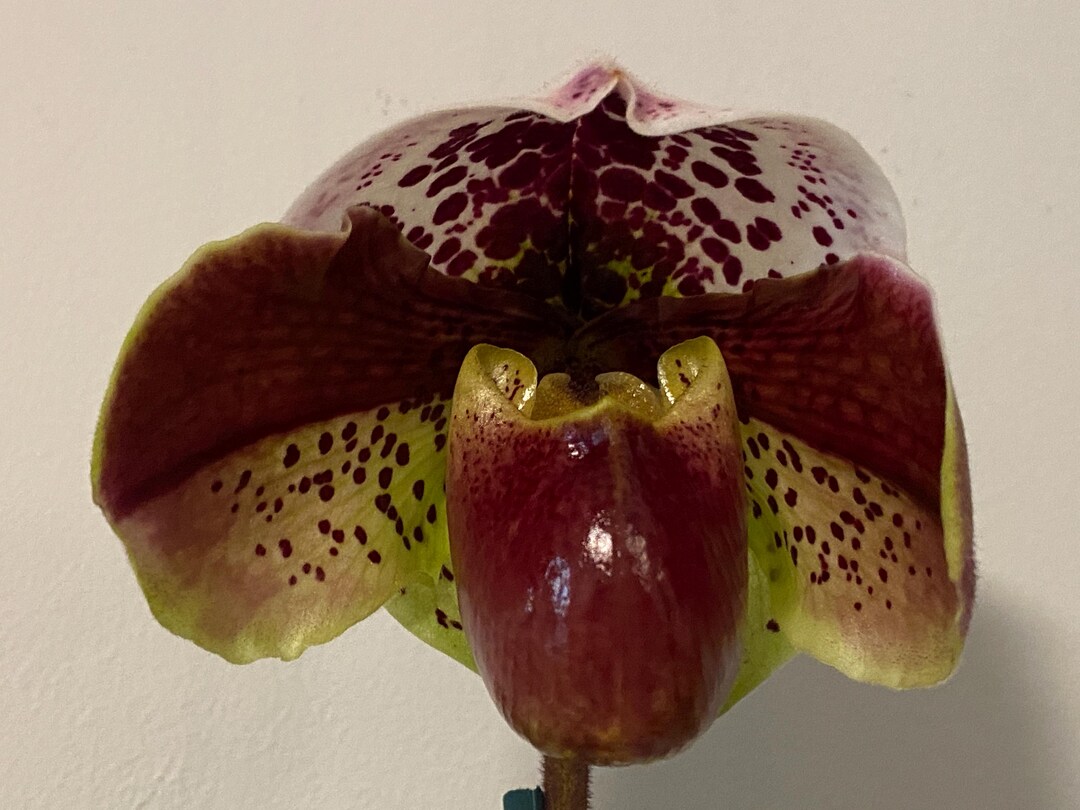In Spike Paph. Star Power 'diva Maria' X Paph. Aladdin 'masterpiece' AM ...