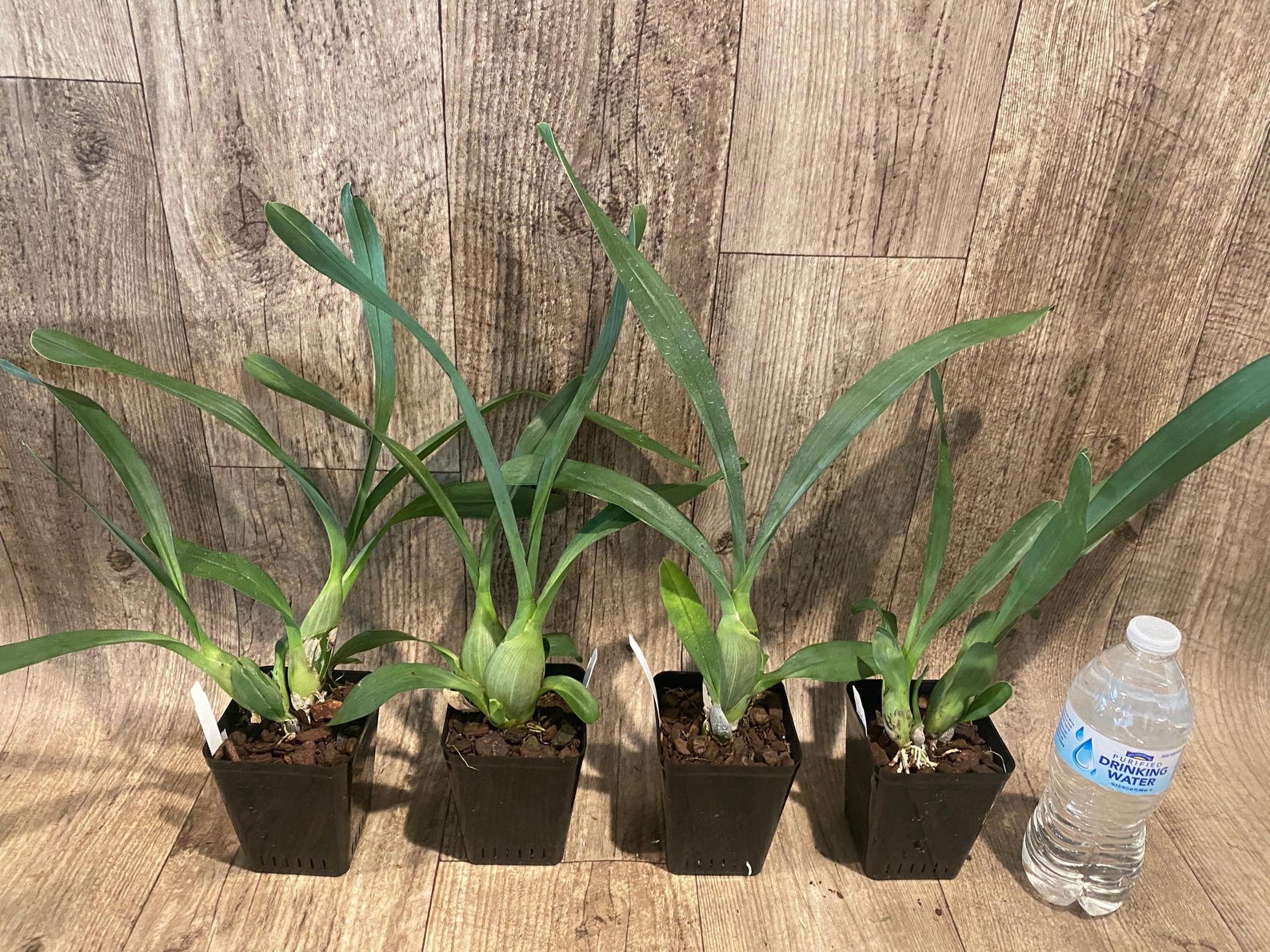 Grammangis Ellisii Var Alba X Sib (3.5” Pot) - Etsy