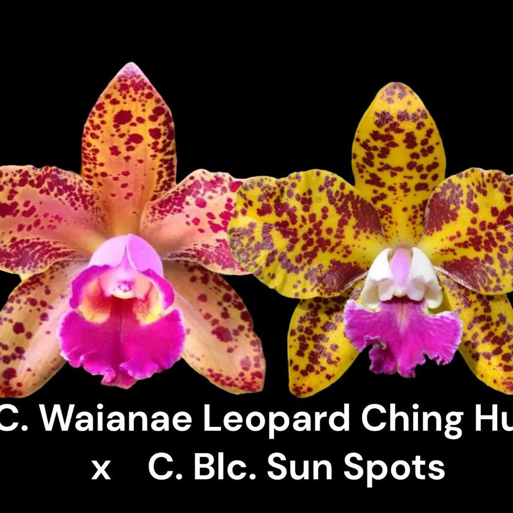 EverythingOrchids - Etsy