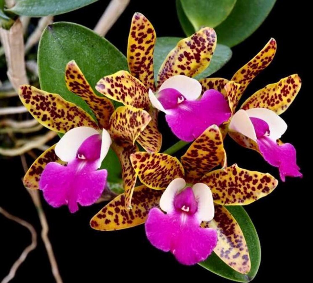 Cattleya Ctt. Ratsima Spots (2.5" Pot) - Etsy