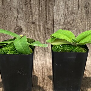 Paph. Angela fairrieanum X Niveum 2 Pot - Etsy