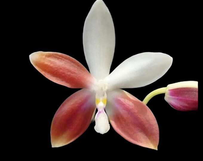 Fragrant - Phalaenopsis Tetraspis 'C1' (MC) (3” Pot) - Etsy