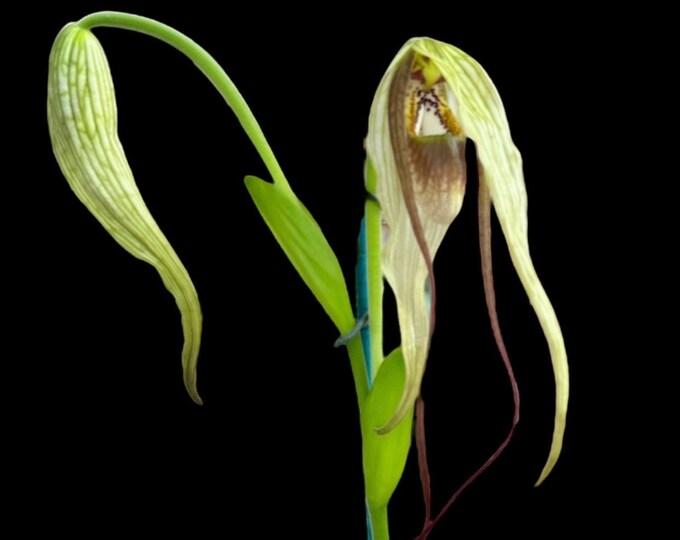 Phrag. (majestic Tresses 'midnight' X Warscewiczii 'gary Dickey') 2 ...