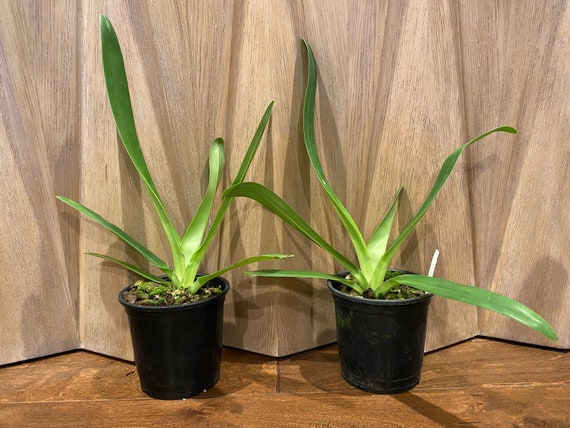 Paph. Rothschildianum T.L X P.T X Stonei 1 5 Pot - Etsy