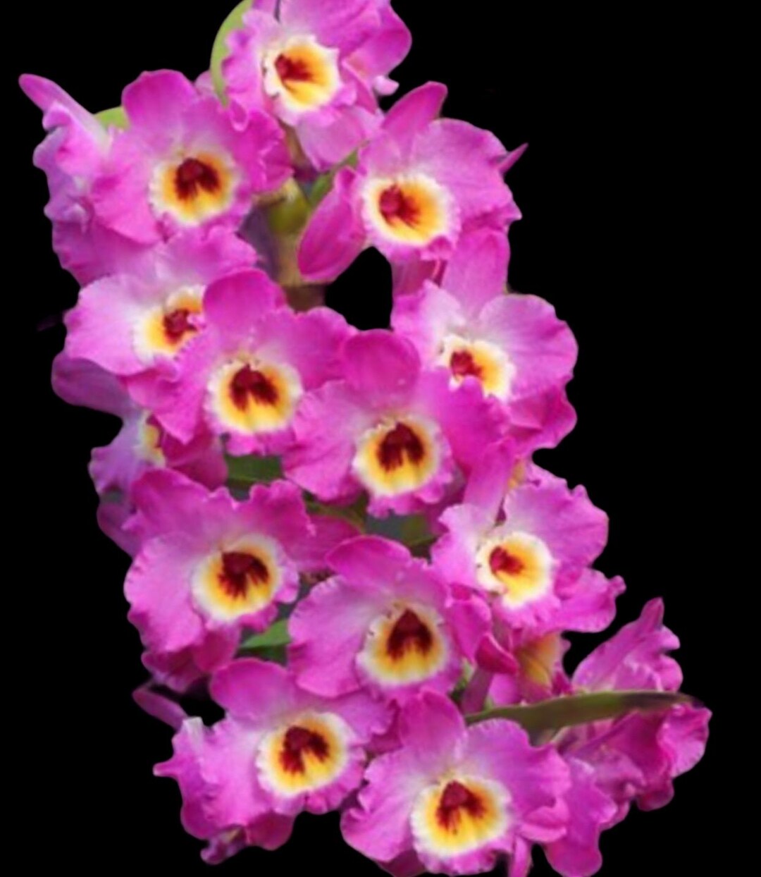 Fragrant Dendrobium Bridal Red 'celebration 4 Pot - Etsy